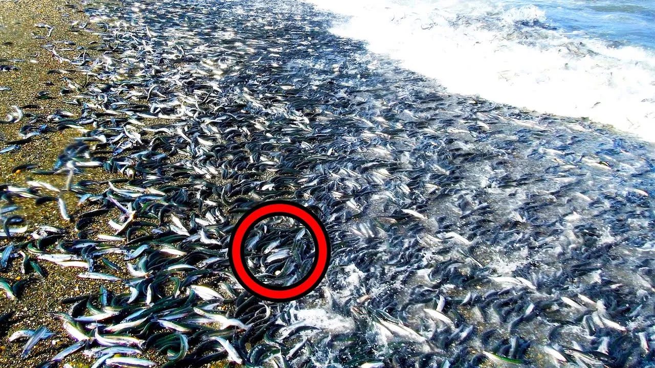 16 Unexplained Natural Phenomena Won't Stop Happening - ClassX