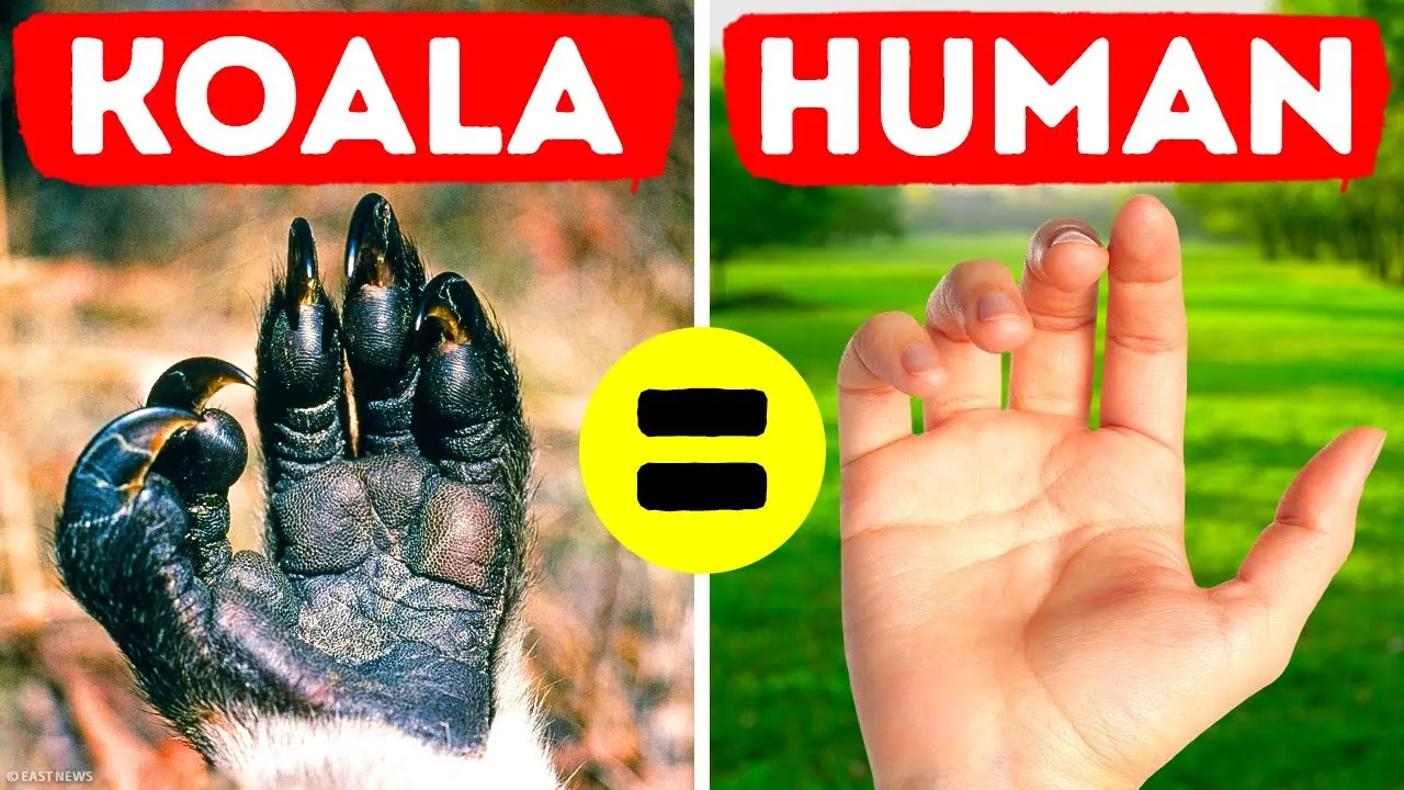 36 Rare Animal Facts You Forgot to Google - ClassX
