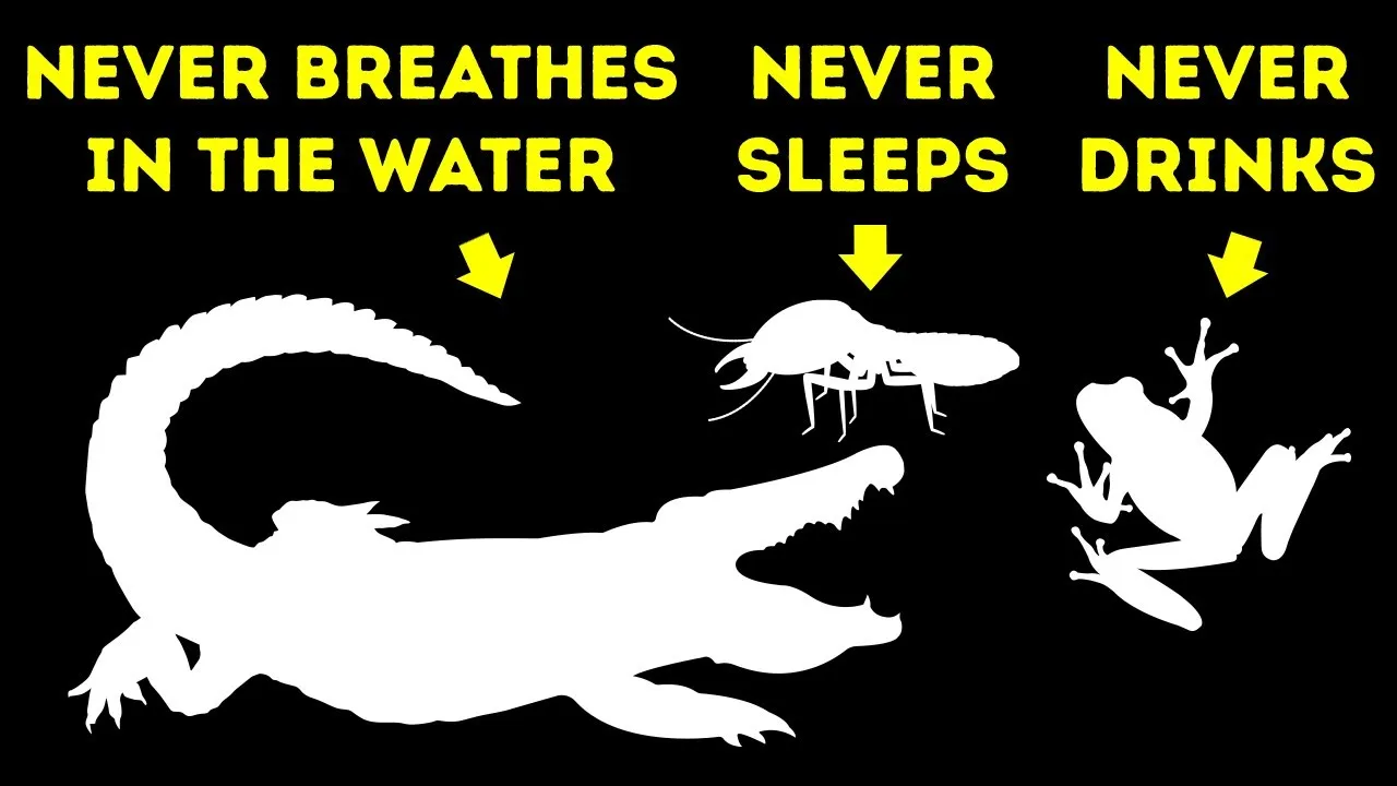 50+ Awesome Animal Facts I Googled All Night - ClassX