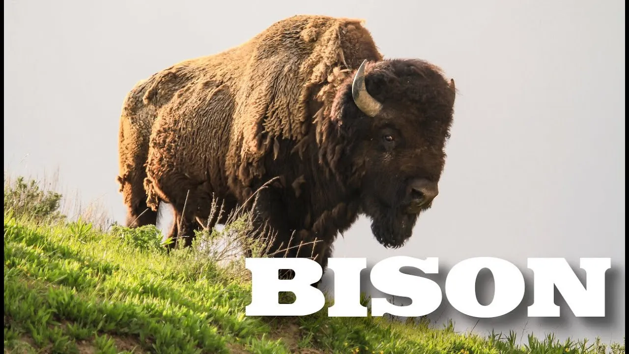 All About American Bison (aka Buffalo) for Kids - Animal Videos for ...
