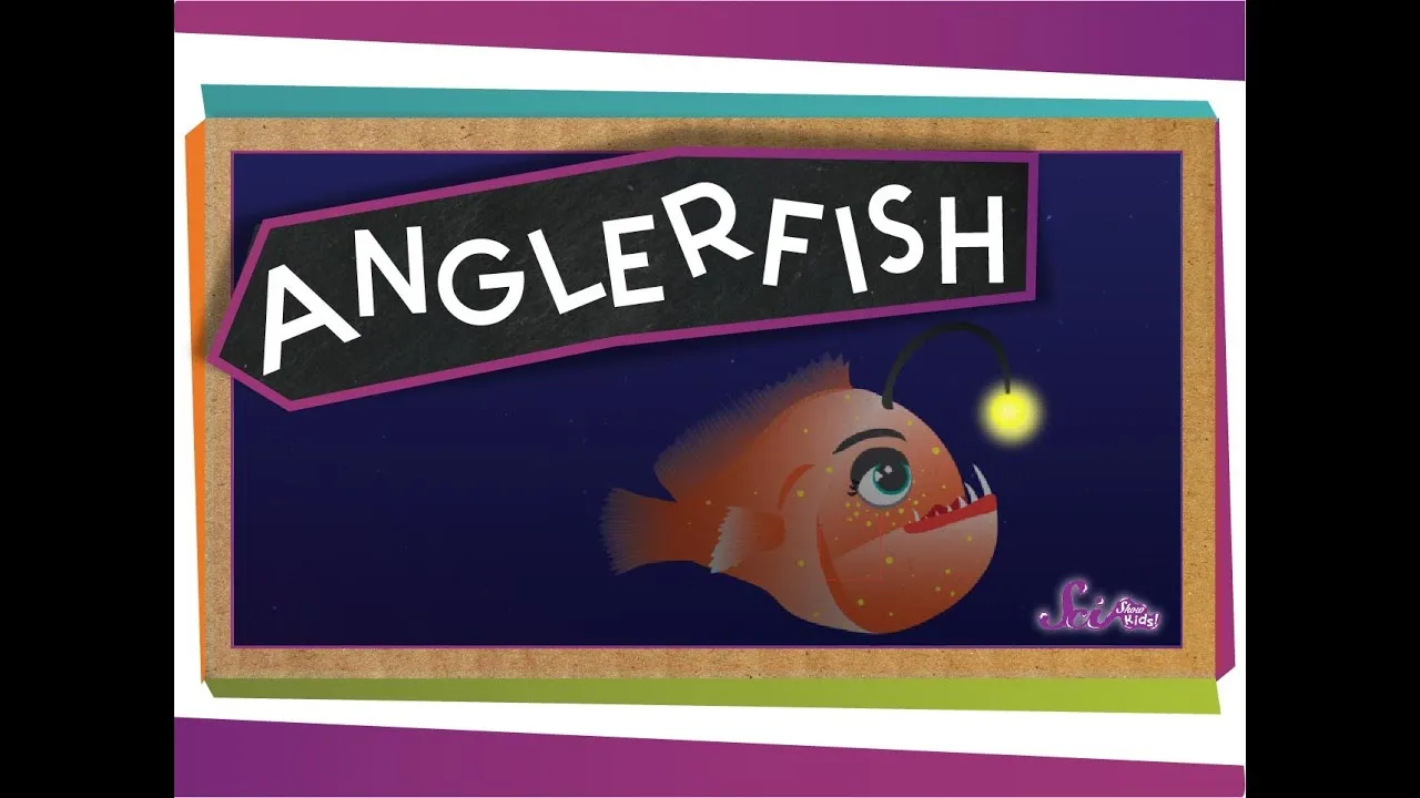 All About Anglerfish - ClassX