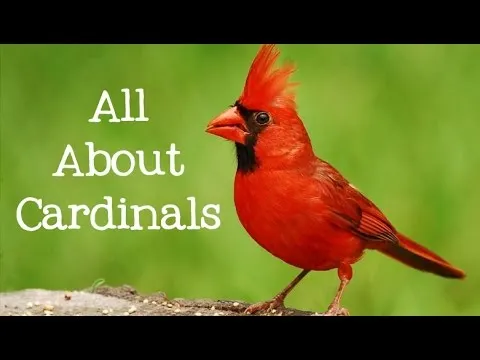All About Cardinals: Backyard Bird Series - ClassX