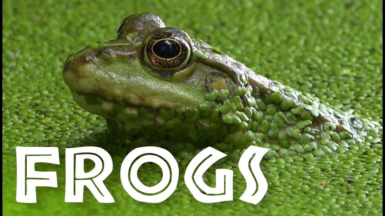 All About Frogs for Kids - Facts About Frogs and Toads for Children ...