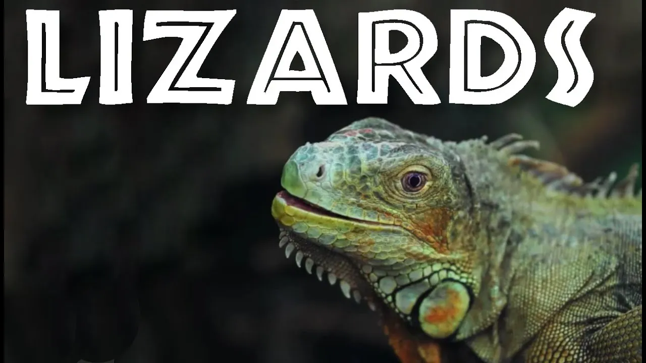 All About Lizards for Kids - Facts About Lizards for Children ...