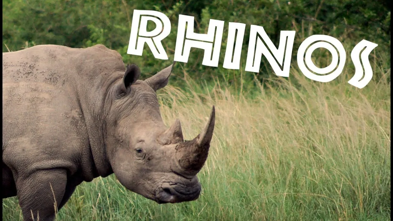 All About Rhinos for Kids: Rhinoceros for Children - ClassX