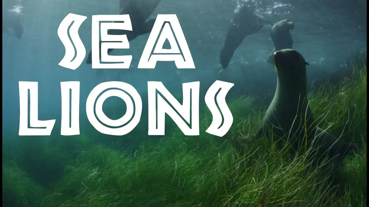 All About Sea Lions for Kids: Sea Lion Facts and Information for ...