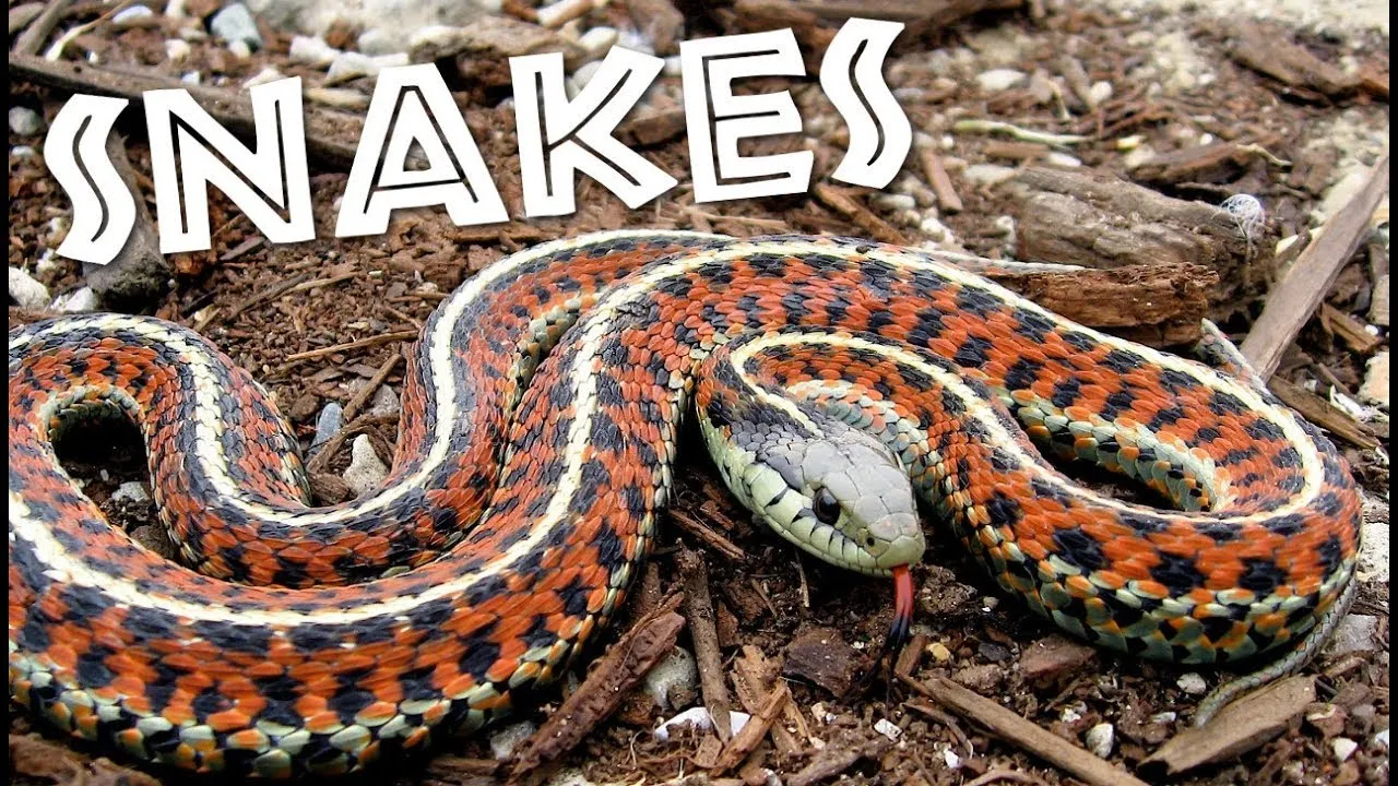 All About Snakes for Kids: Learn about Snakes for Children - ClassX