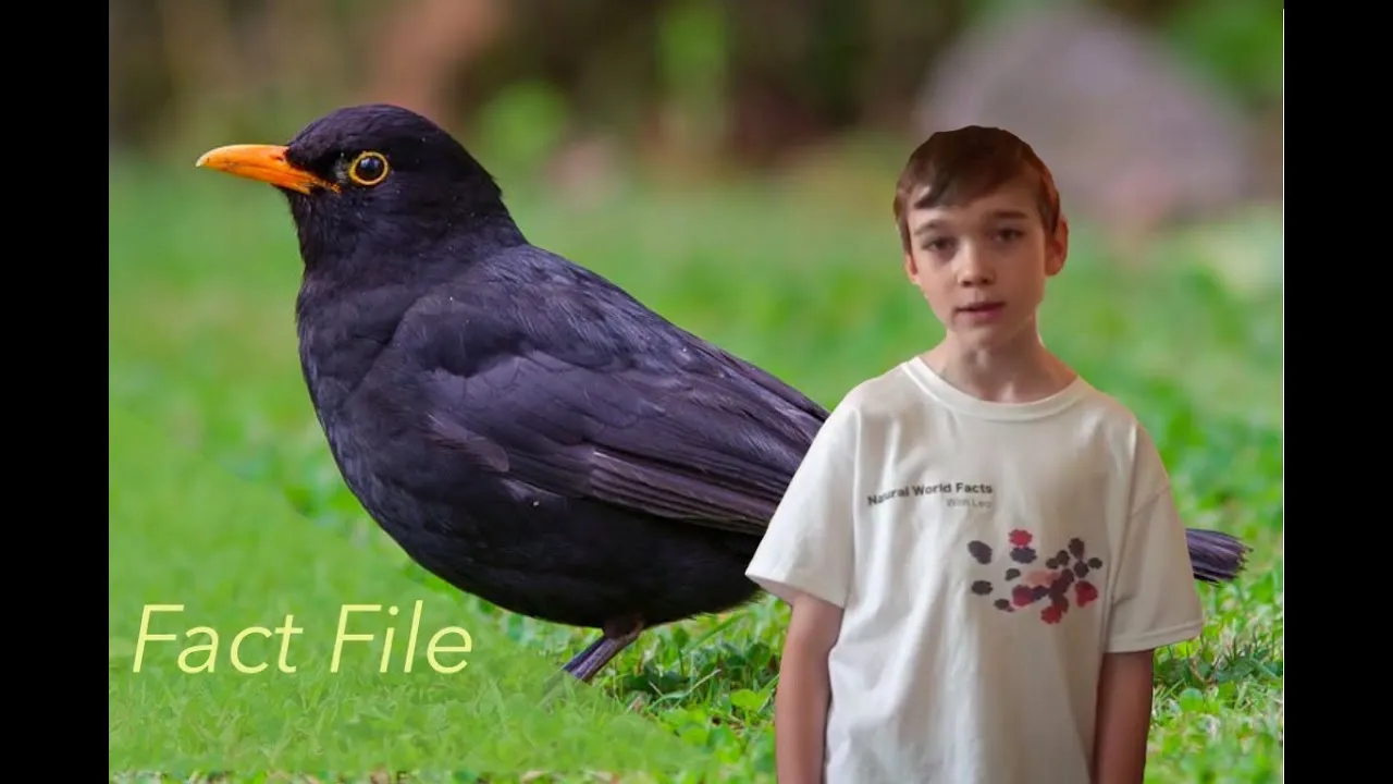 BlackBirds Fact File - Birds - ClassX