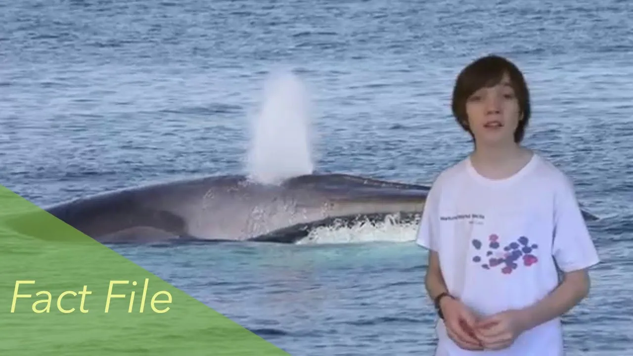 Blue Whale Fact File - Mammals - ClassX