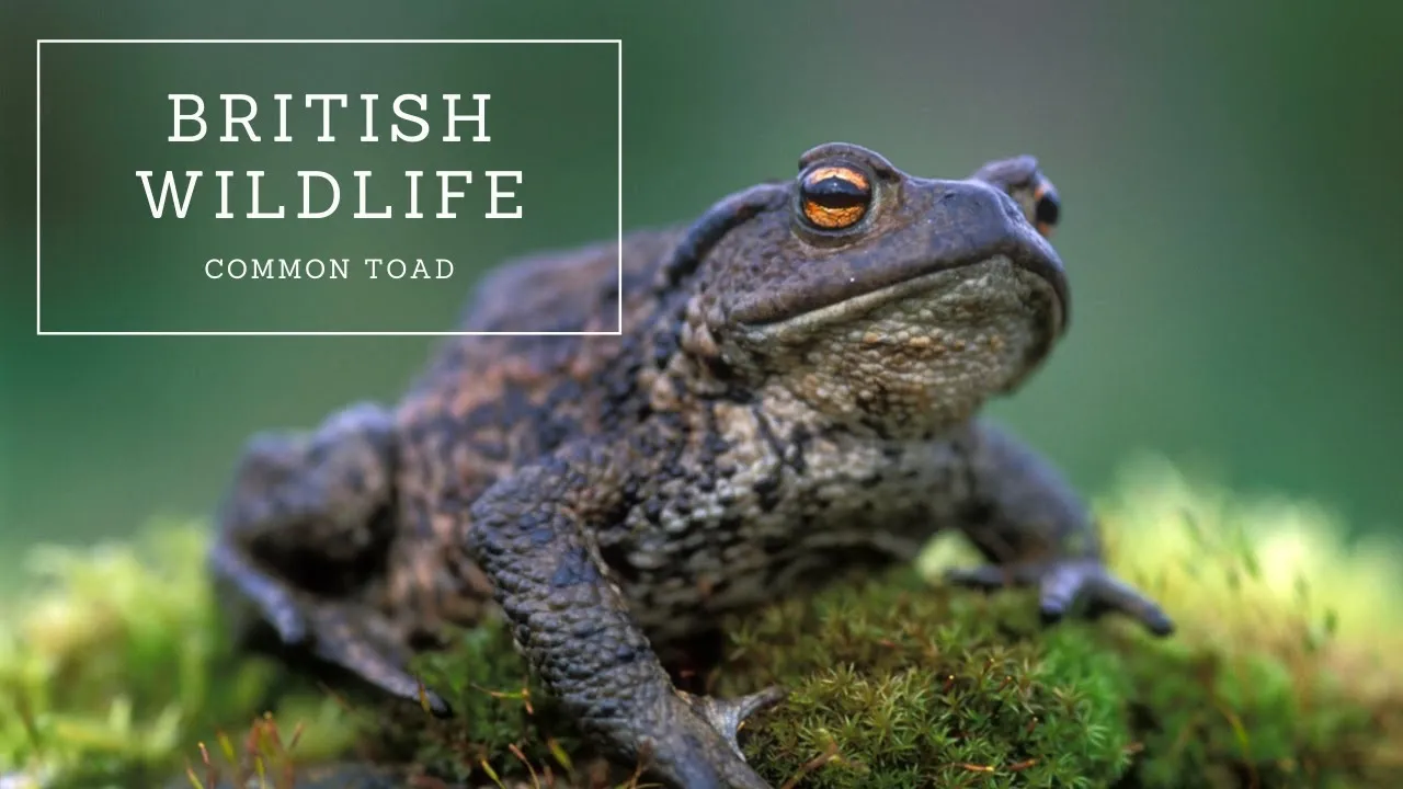 British Wildlife - Common Toad - ClassX
