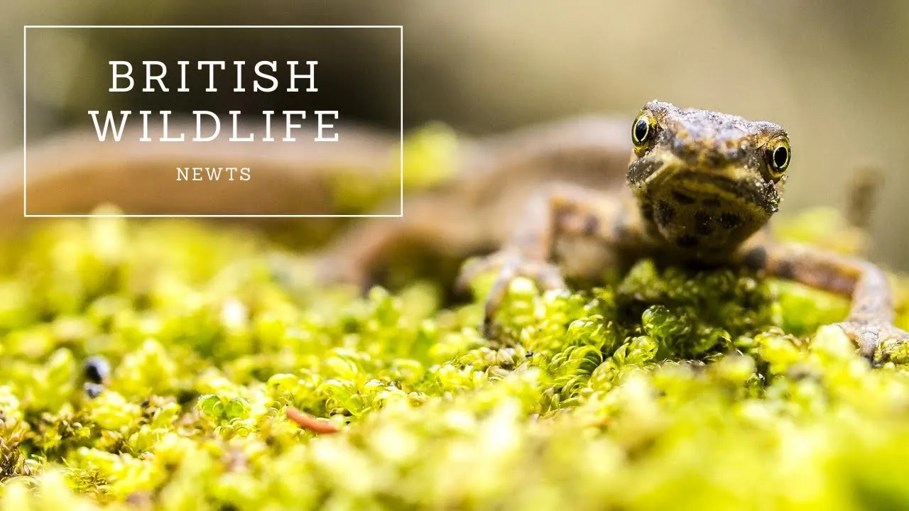 British Wildlife - Newts - ClassX