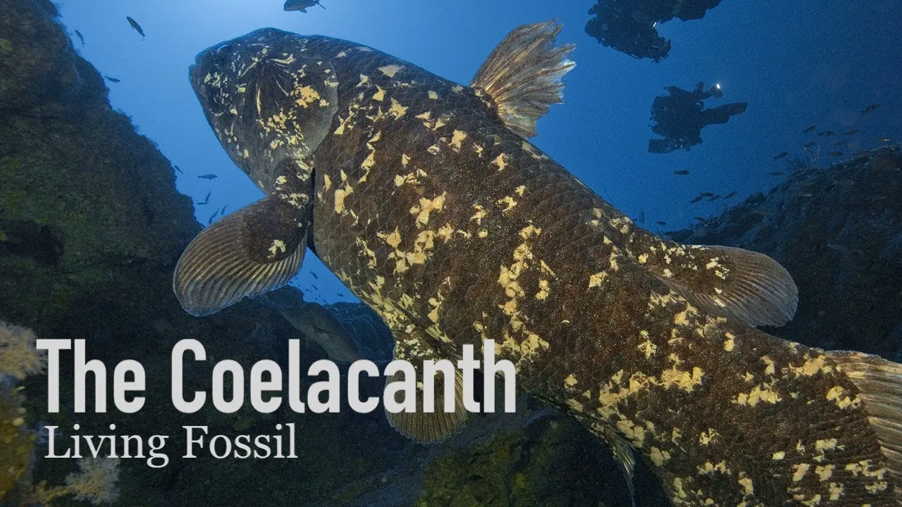 Coelacanths, Living Fossils of the Sea - ClassX