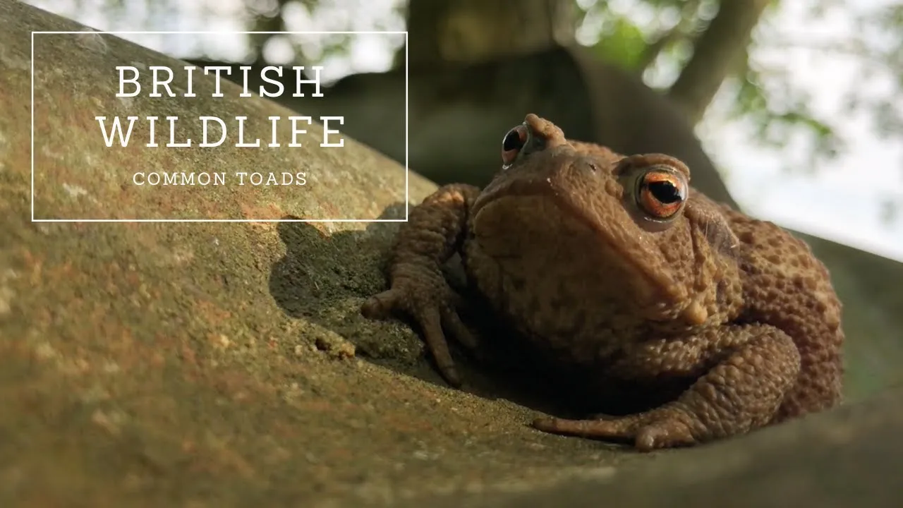 Common Toads | The Complete Guide - ClassX