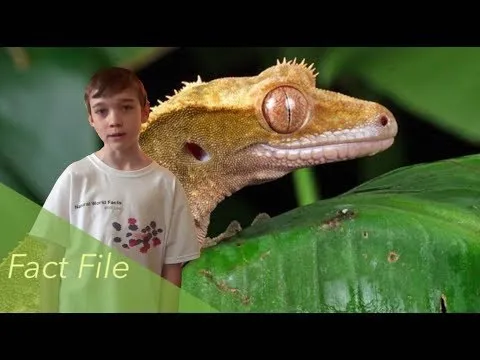 Crested Gecko Fact File - Reptiles & Amphibians - ClassX