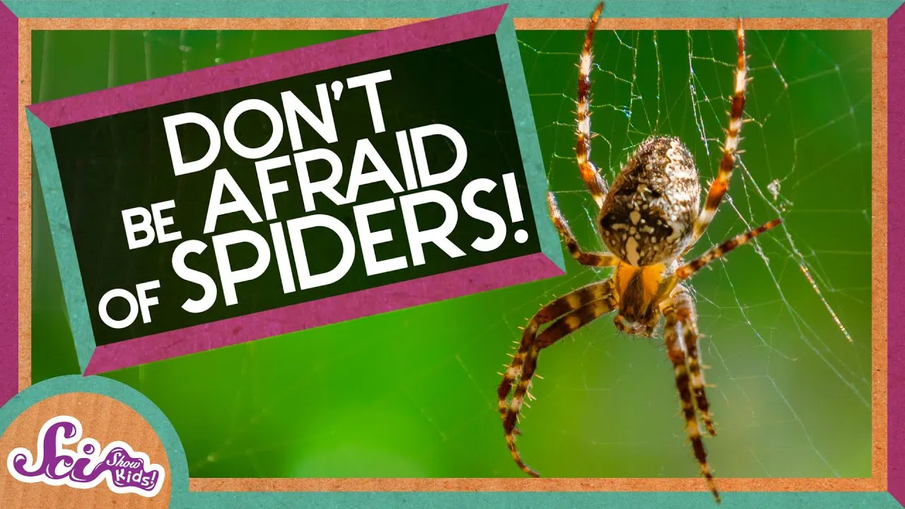 Don't Be Afraid of Spiders! - ClassX