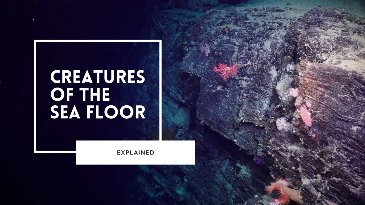 Exploring Life on the Deep Sea Floor - ClassX