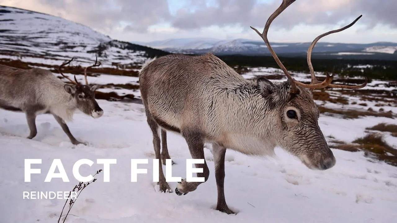 Facts about Reindeer - ClassX