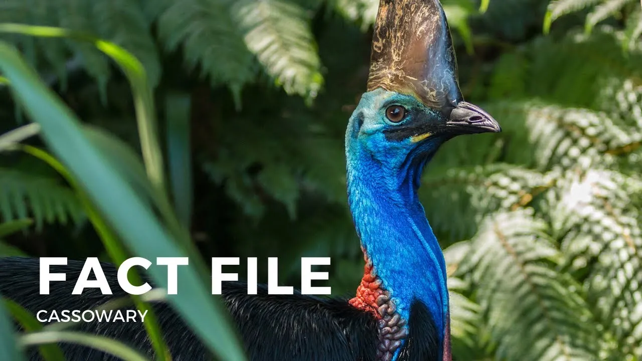 Facts about the Cassowary - ClassX