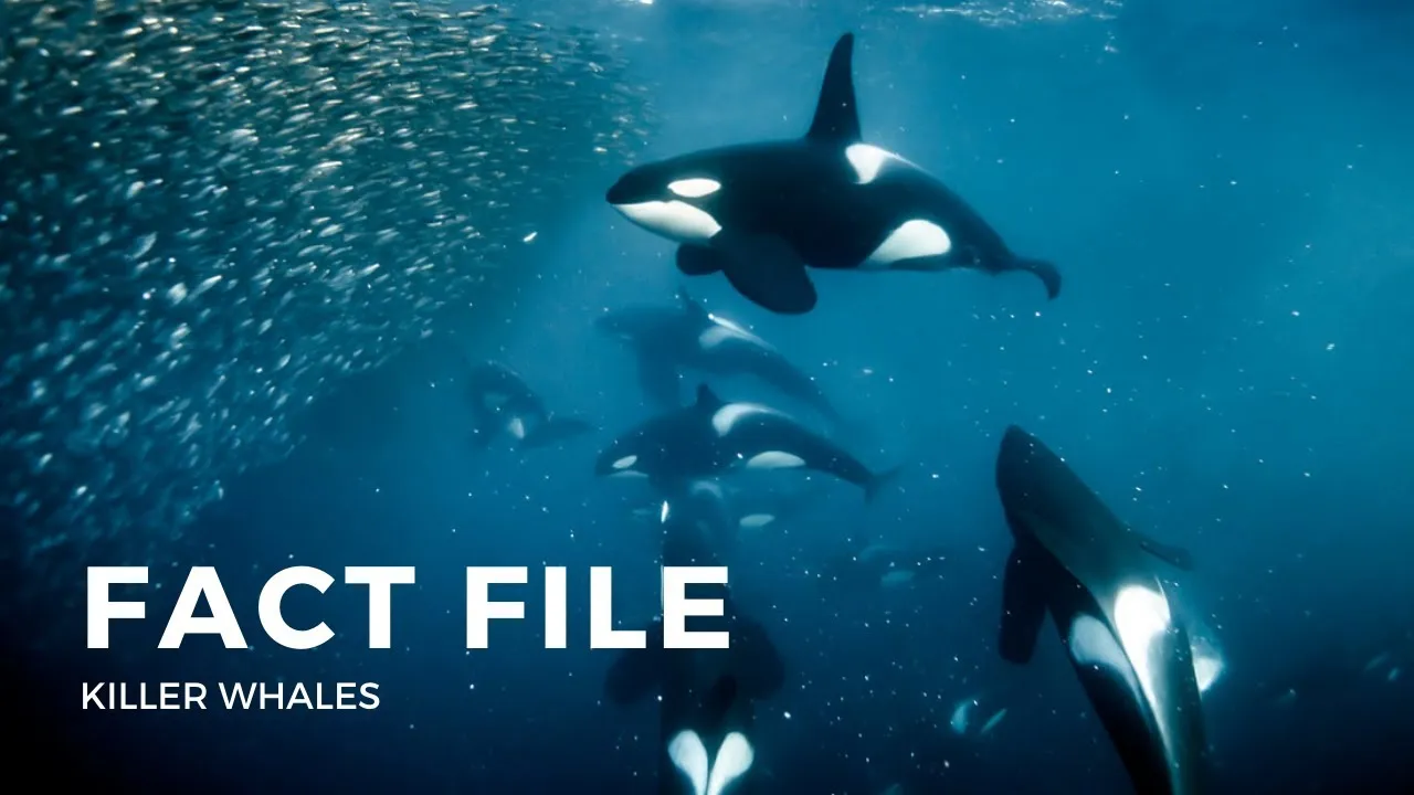 Facts about the Killer Whale (Orca) - ClassX