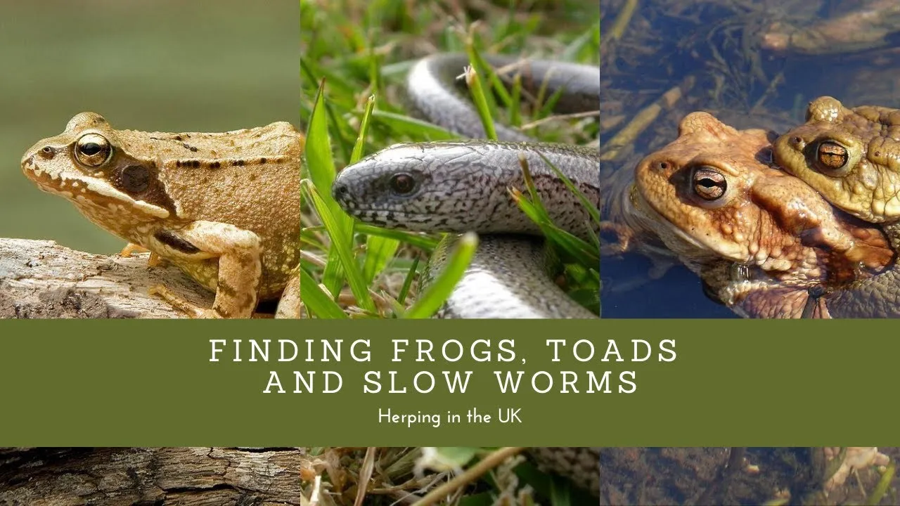 Finding Frogs and Slow Worms in the British Countryside - ClassX