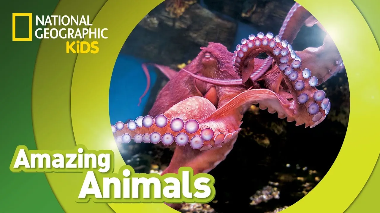 Giant Pacific Octopus ???? | Amazing Animals - ClassX