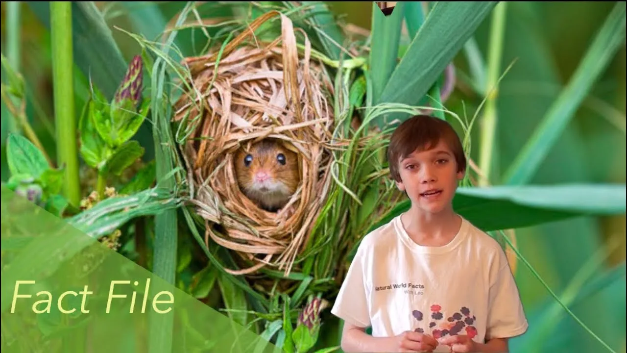 Harvest Mouse Fact File - Mammals - ClassX