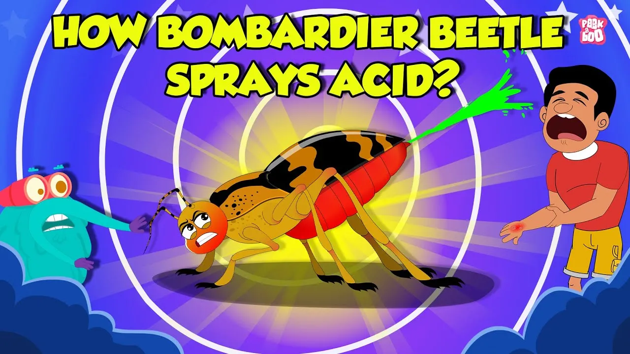 How Bombardier Beetle Sprays Acid? | Beetle Defense Mechanism ...