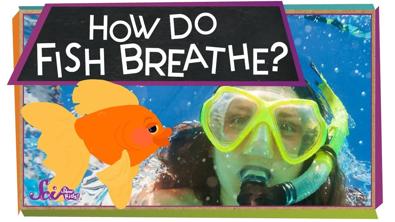 How Do Fish Breathe? - ClassX