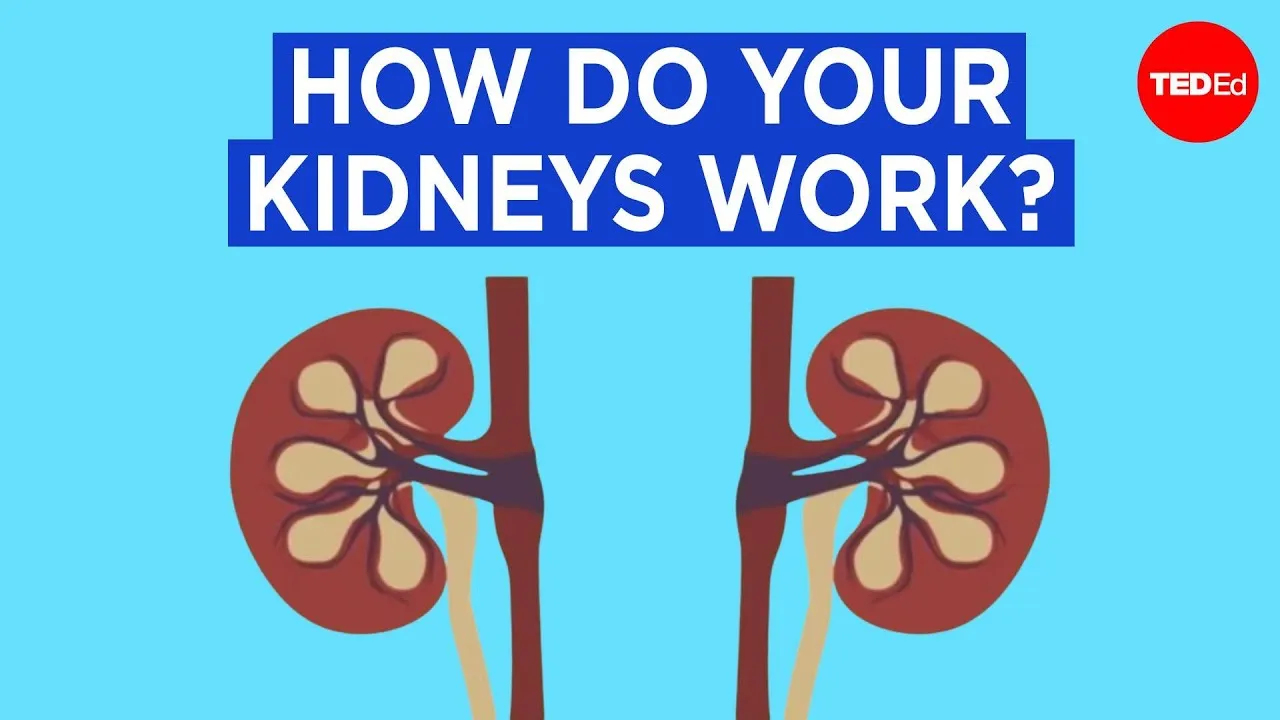 How do your kidneys work? - Emma Bryce - ClassX