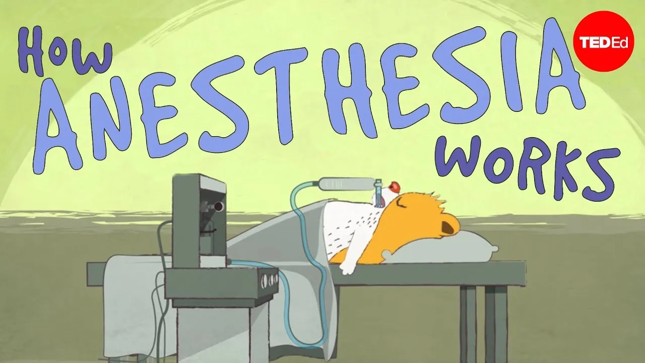 How Does Anesthesia Work Steven Zheng Classx