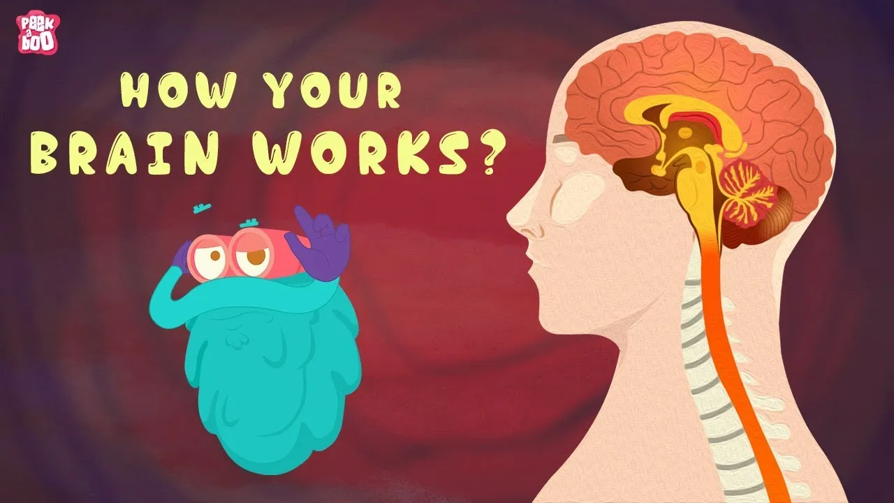 How Your Brain Works? | Best Educational Videos For Kids - ClassX