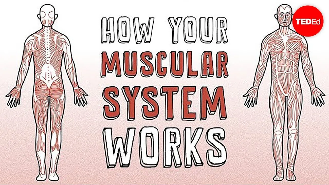 How your muscular system works - Emma Bryce - ClassX