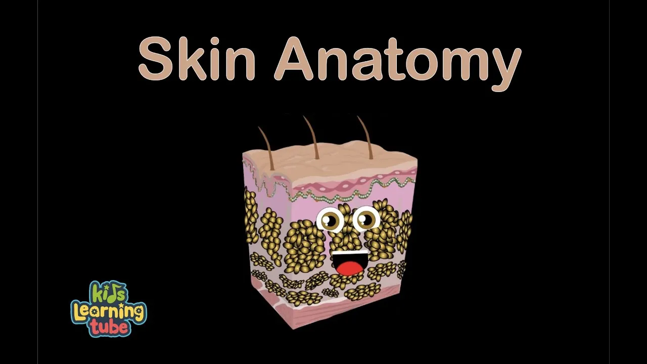 Human Body /Skin Anatomy Song/Human Body Systems - ClassX