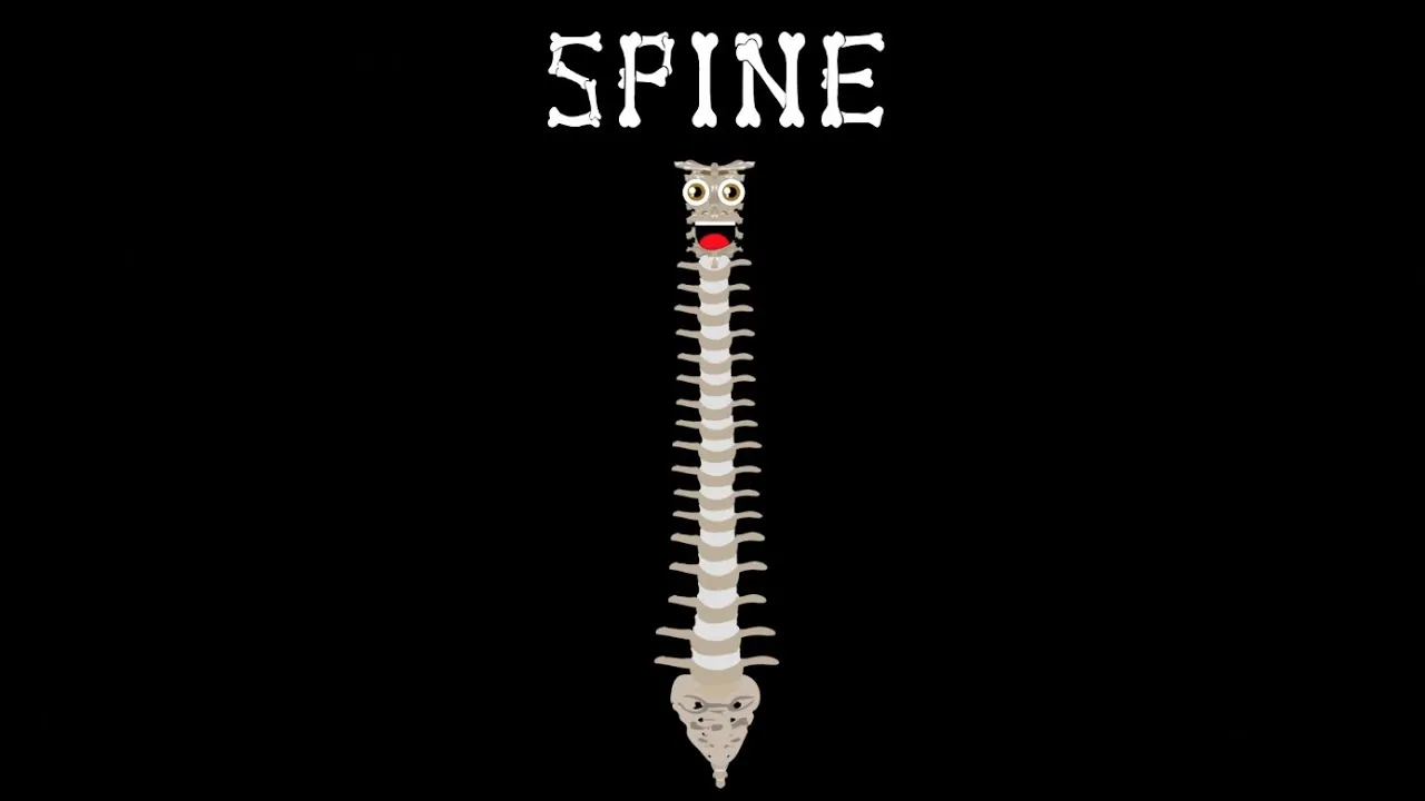Human Body Spine Song Human Body Systems Classx