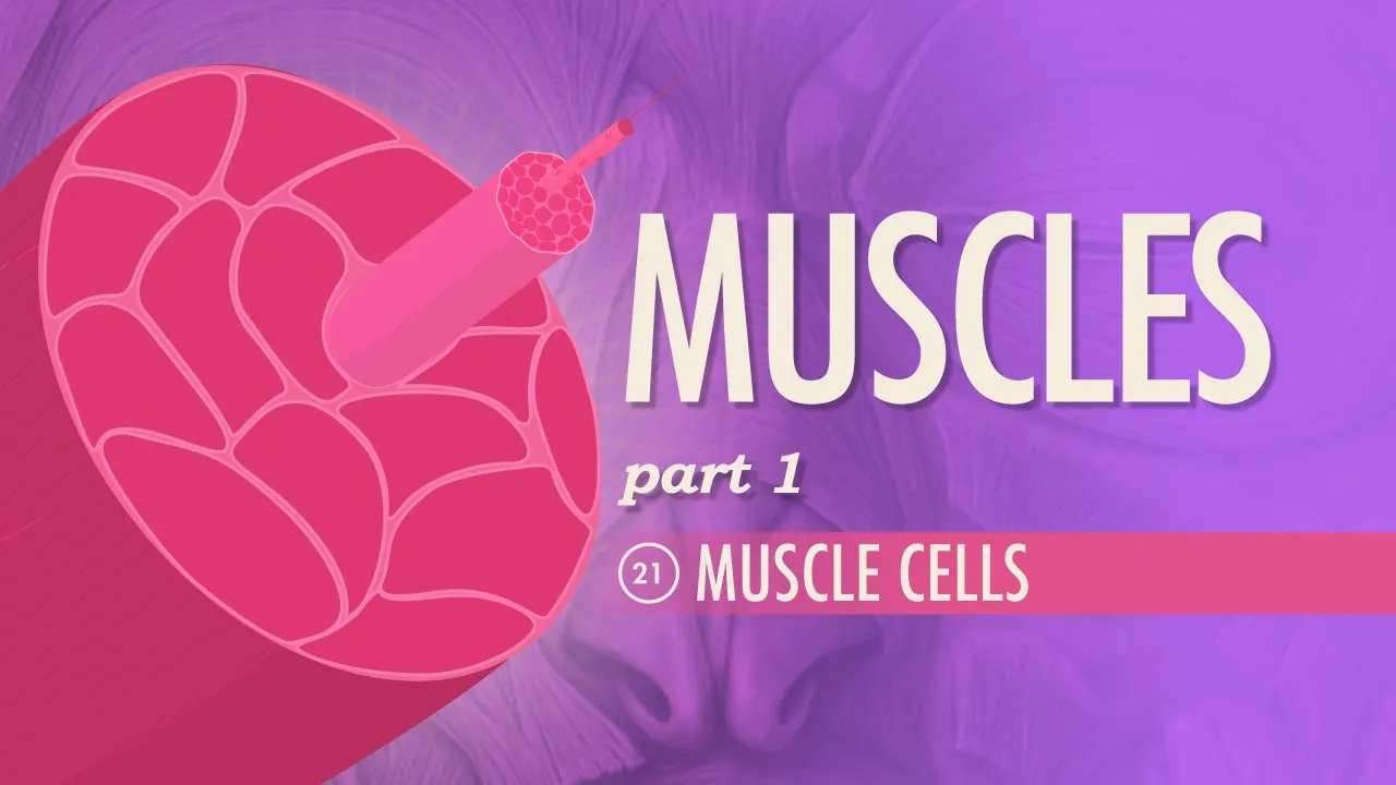 Muscles, Part 1 - Muscle Cells: Anatomy & Physiology #21 - ClassX