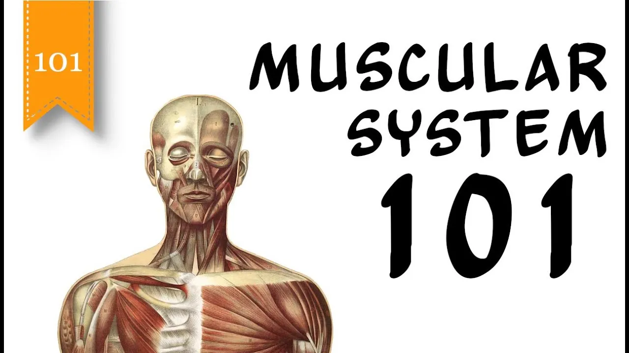 Muscular System 101 - The Human Muscular System and Types of Muscles ...