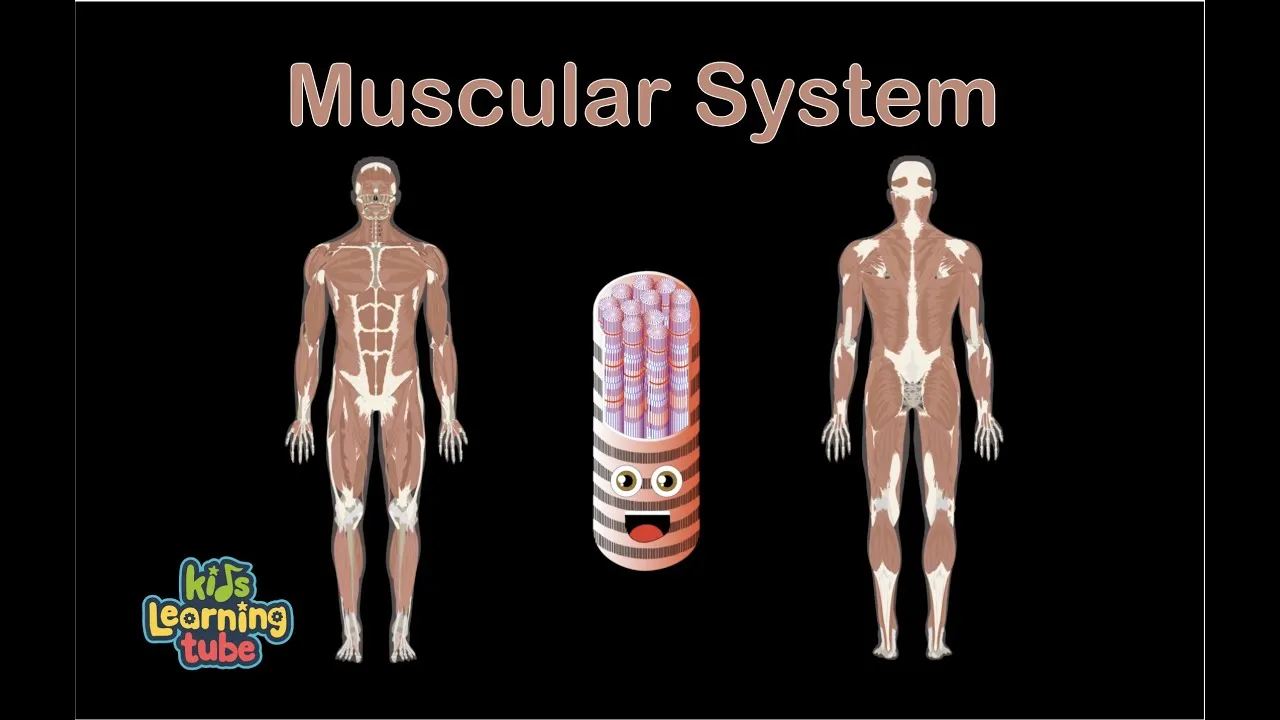 Muscular System Song/Human Body Systems - ClassX