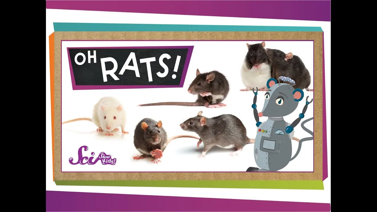 Oh Rats! - ClassX