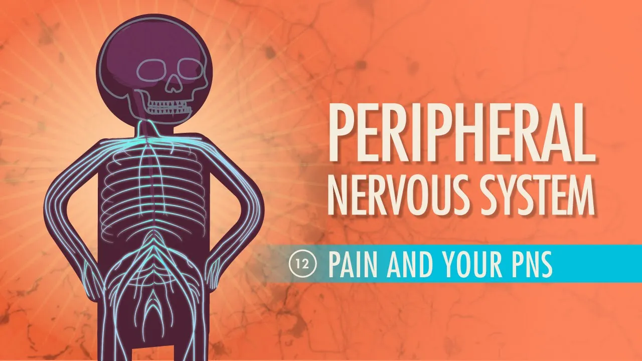 Peripheral Nervous System: Anatomy & Physiology #12 - ClassX