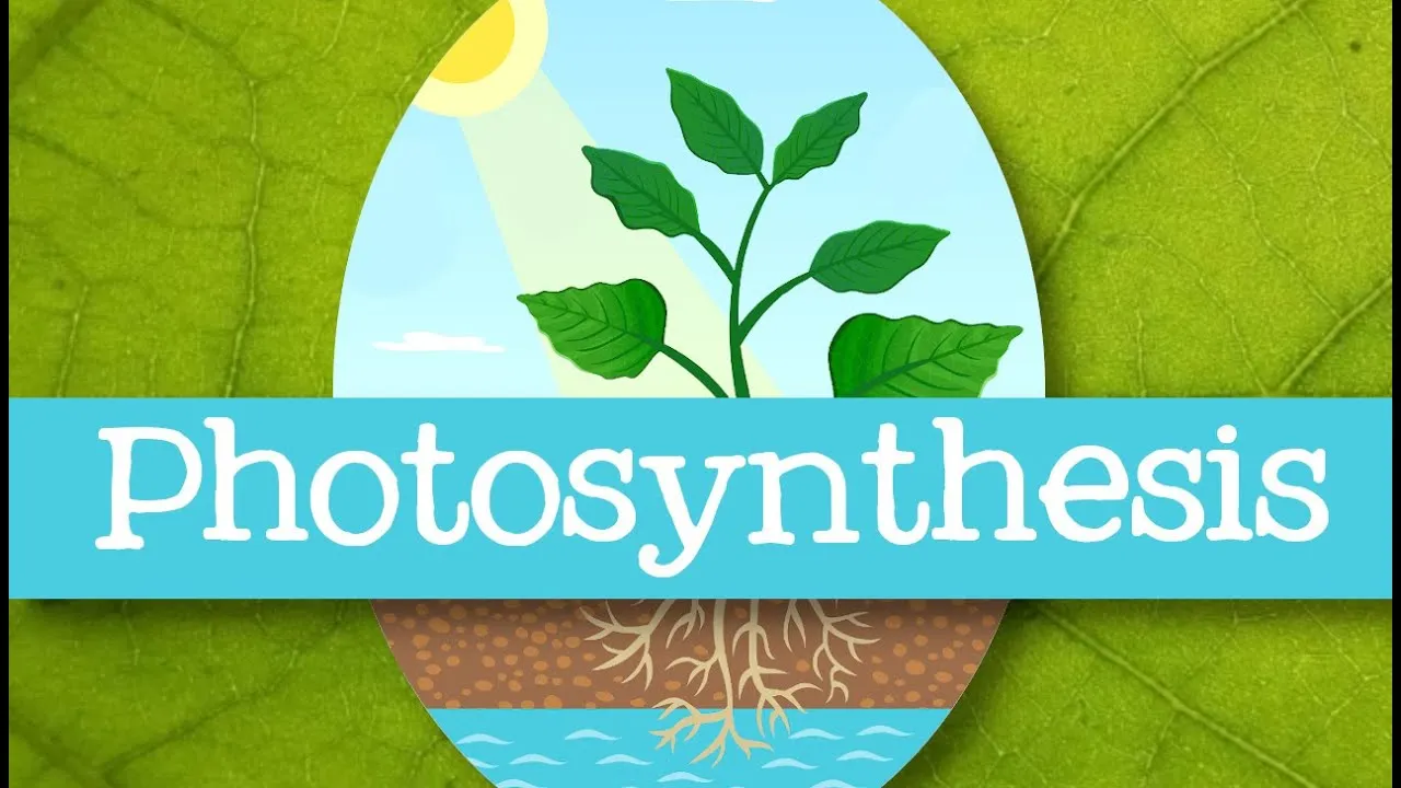 Photosynthesis for Kids - Introduction to Photosynthesis for Children ...