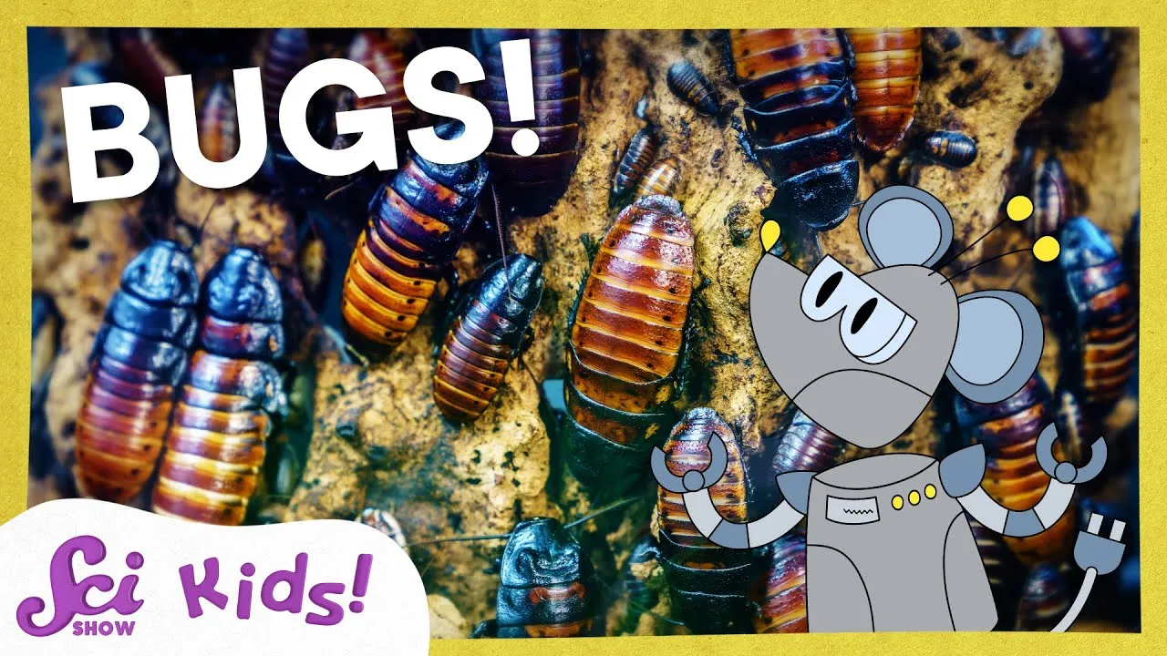 Respect the Insect! - ClassX