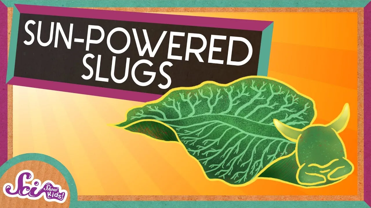 Solar-Powered Slugs - ClassX