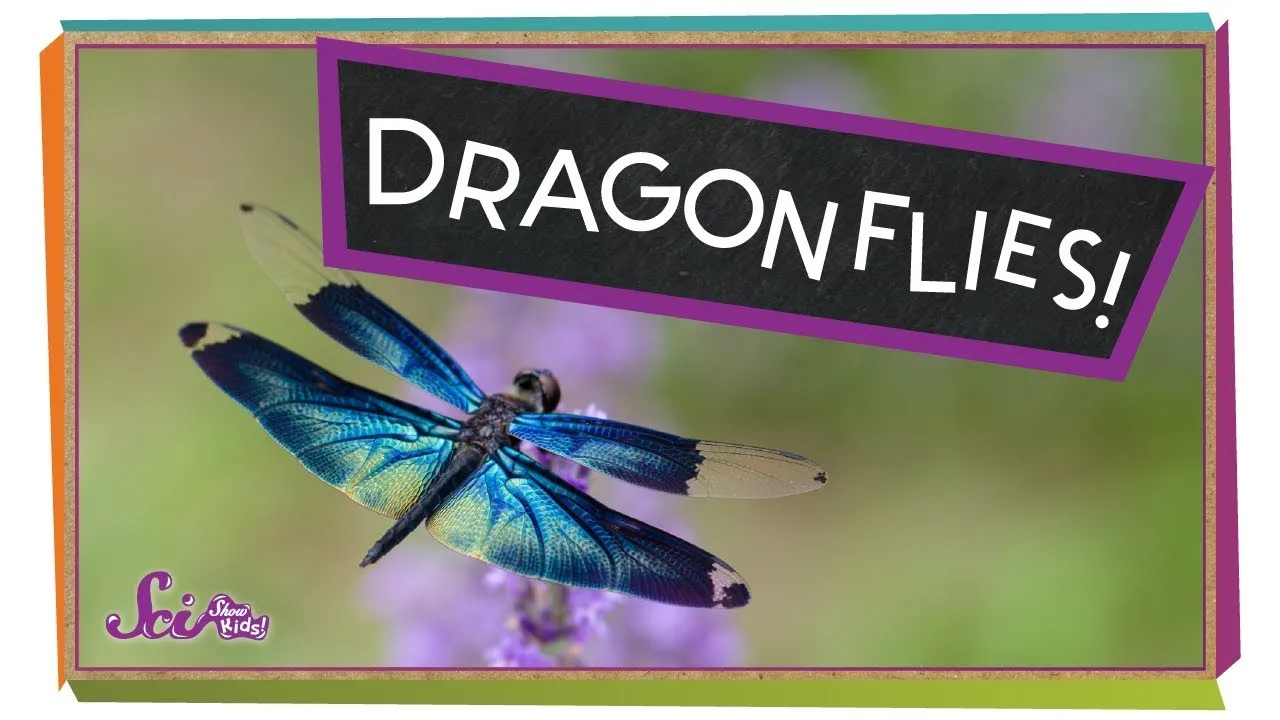 Super Strong Dragonflies! - ClassX