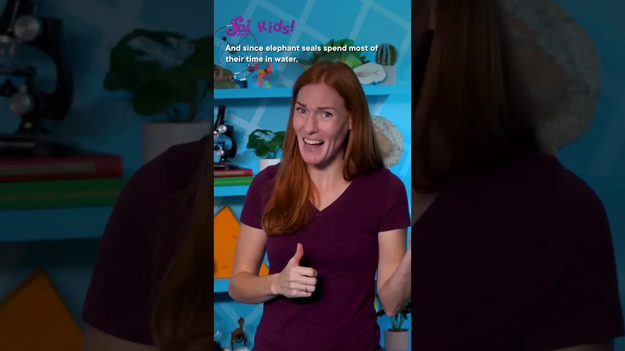 The Amazing Elephant Seal - ClassX