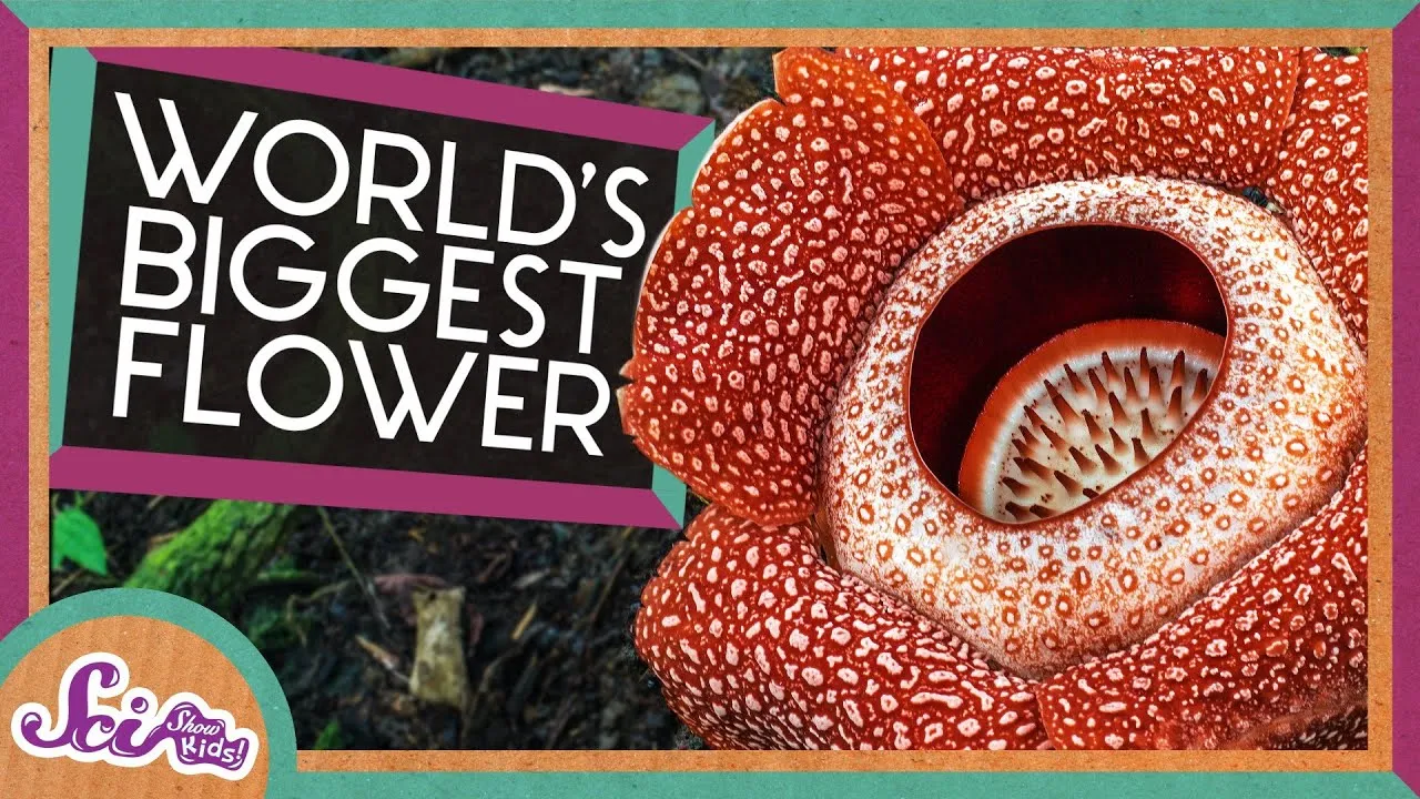 The Biggest Flower in the World! - ClassX