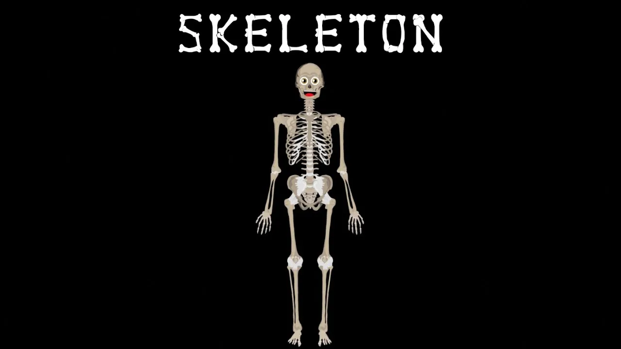 The Bones Skeletal System Song/Anatomy - ClassX