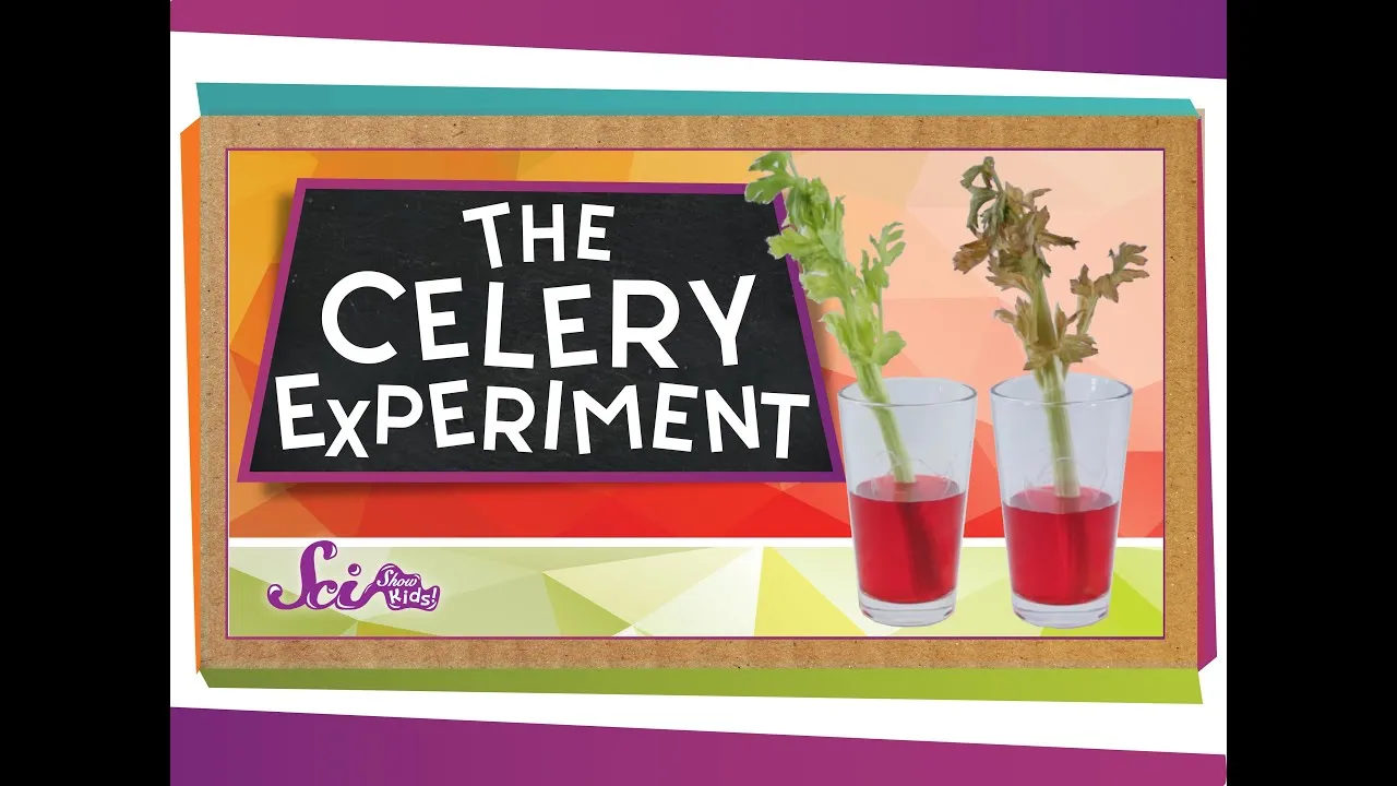 The Color-Changing Celery Experiment! - ClassX