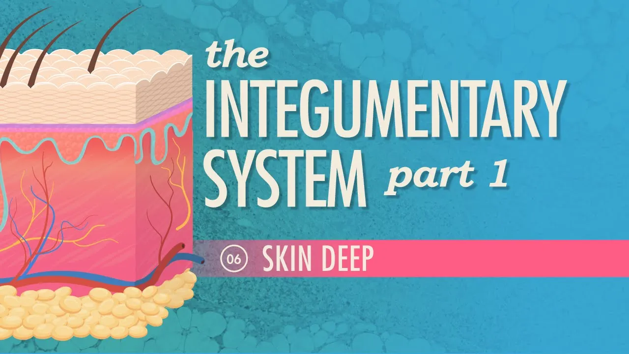 The Integumentary System, Part 1 - Skin Deep: Anatomy & Physiology #6 ...