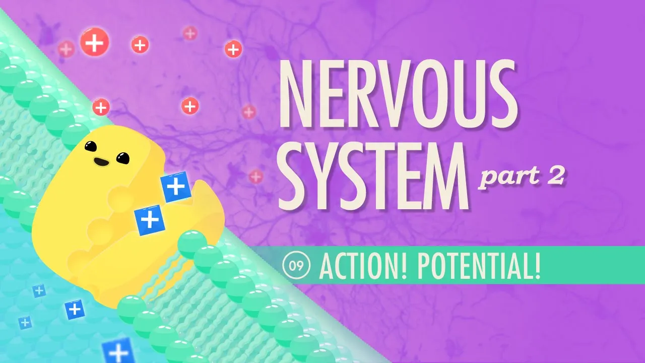 The Nervous System, Part 2 - Action! Potential!: Anatomy & Physiology #9 - ClassX