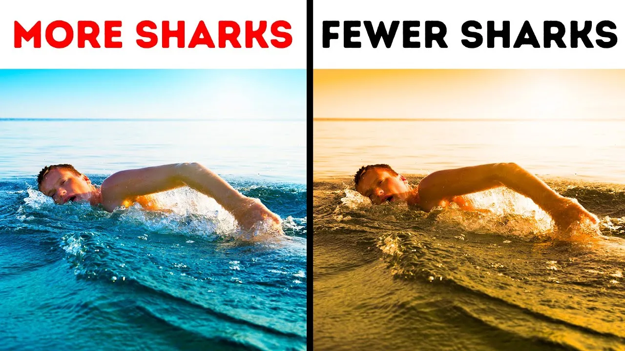The Only Way to Survive When You See a Shark - ClassX
